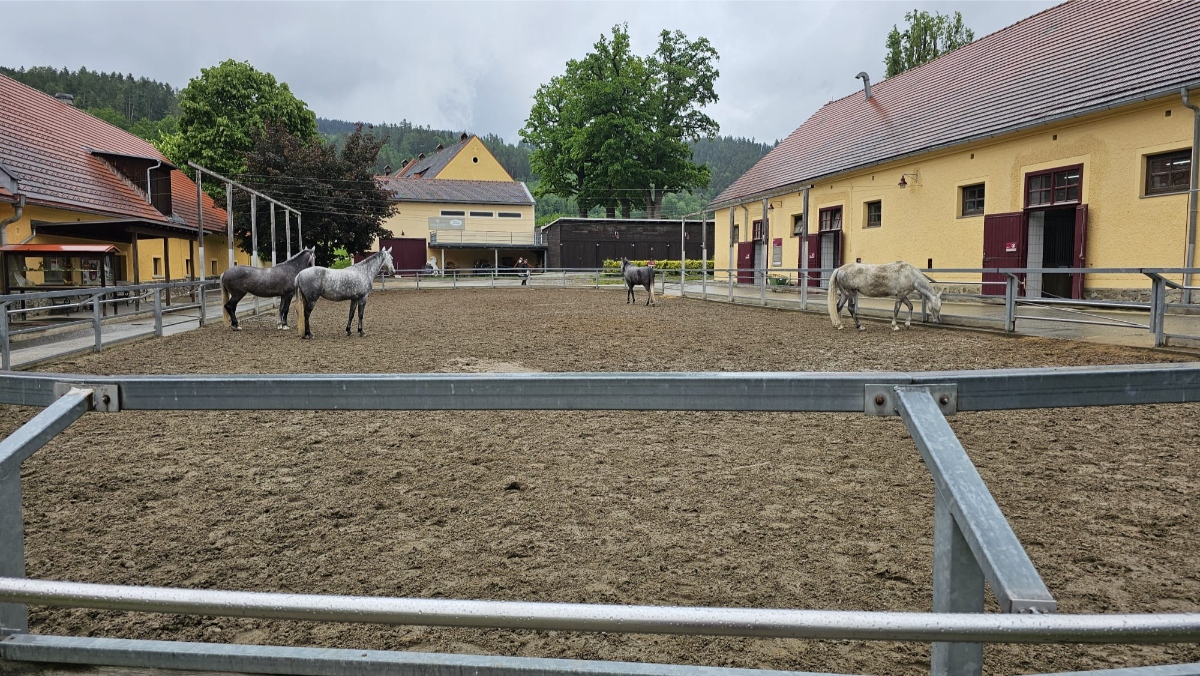 Piber Stud Farm - thuis van de Lipizzaner paarden Oostenrijk