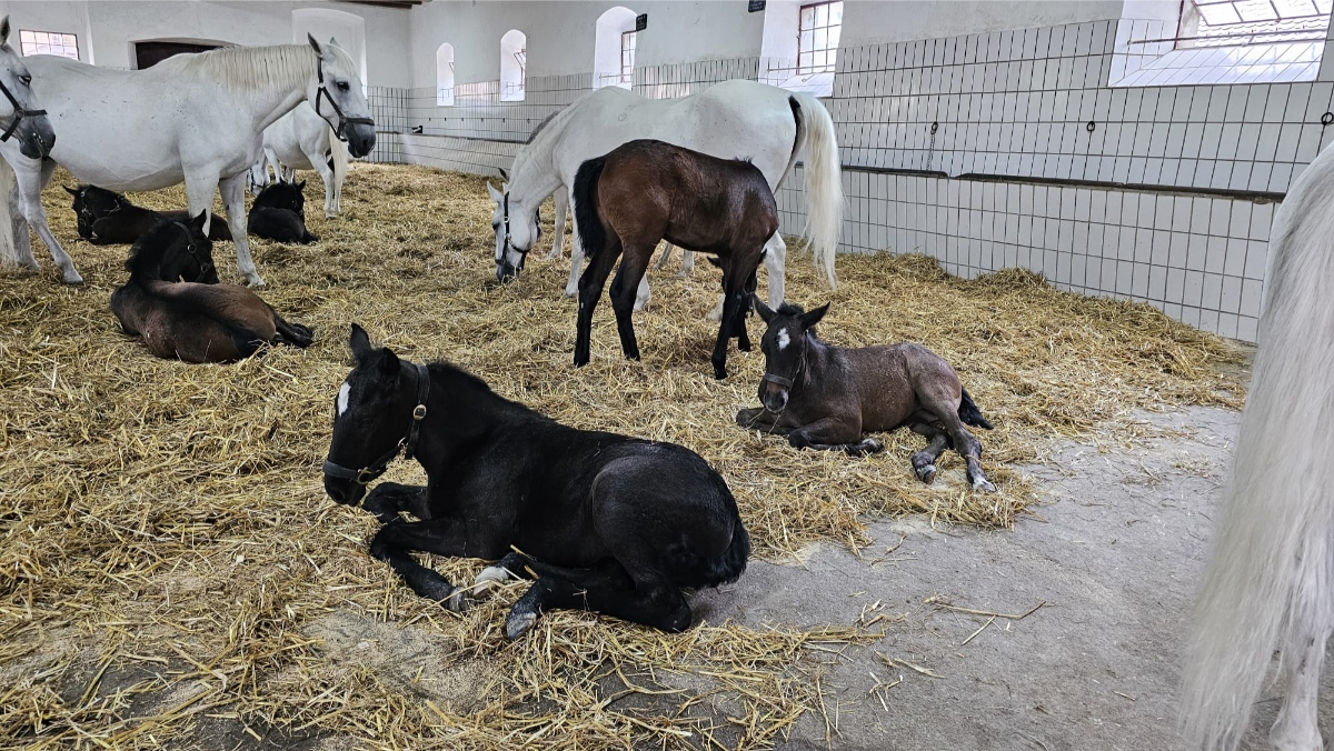 Piber Stud Farm - thuis van de Lipizzaner paarden Oostenrijk